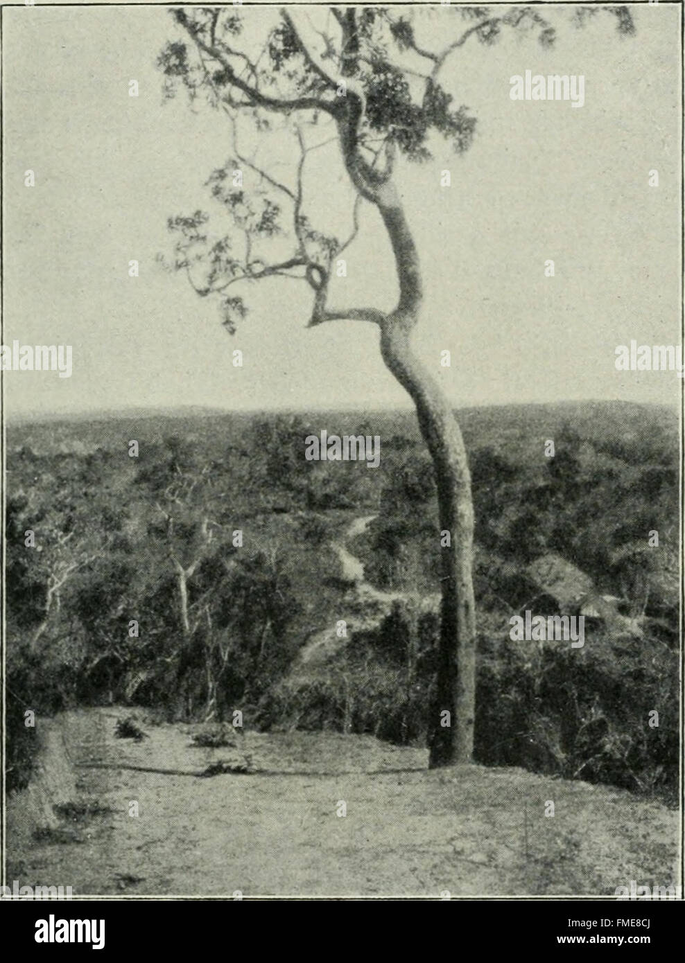 'Am Tendaguru' (1912) details the German expedition in East Africa to ...