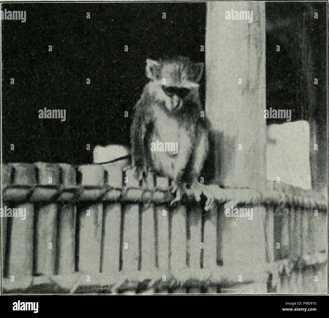 'Am Tendaguru' (1912) documents the work of a German expedition in ...
