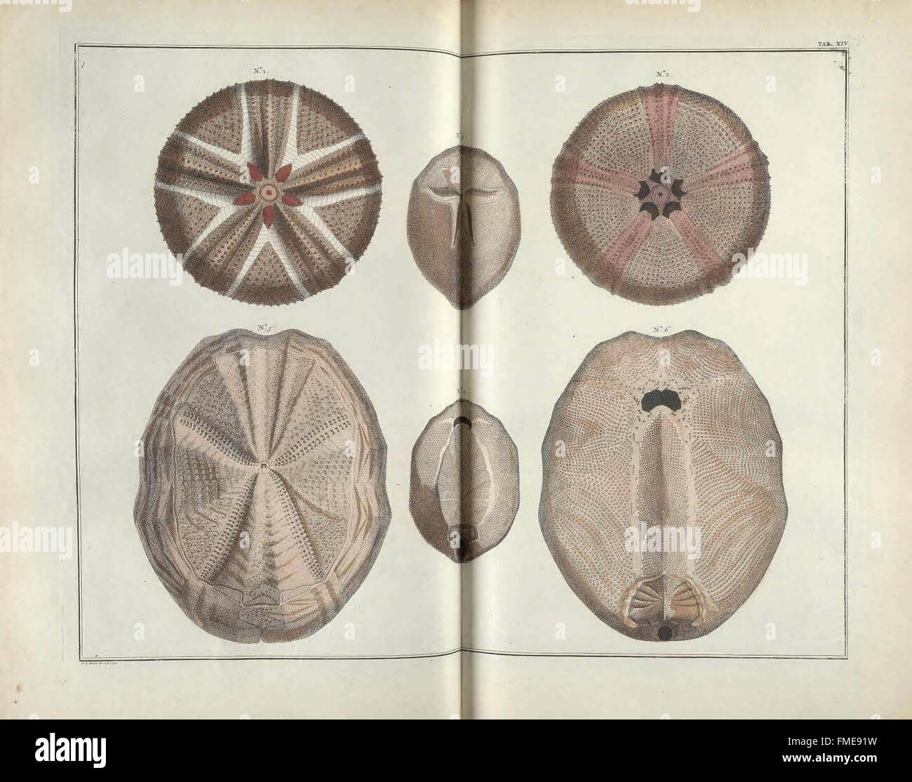This detailed 18th-century work offers artistic and scientific ...