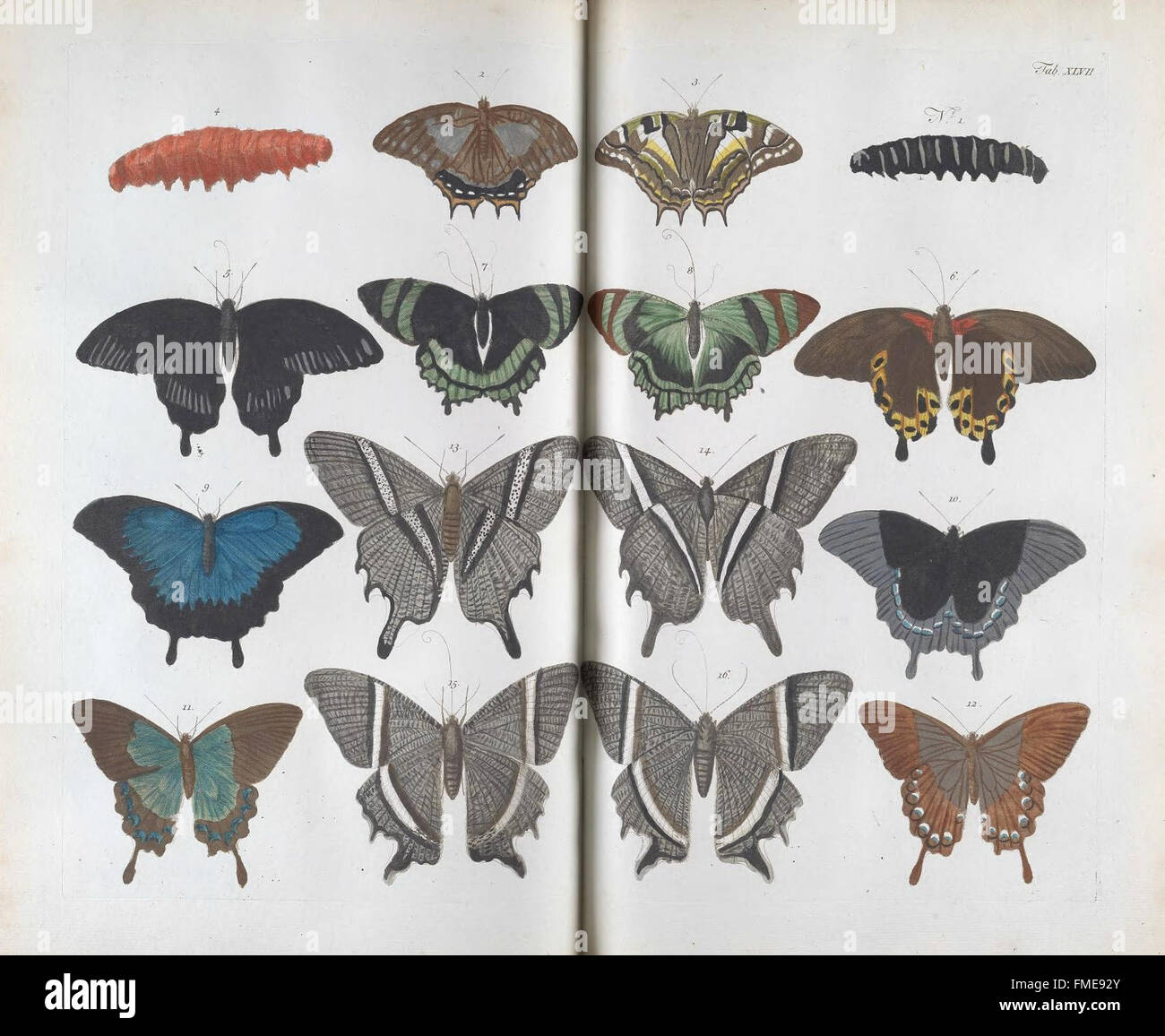 This detailed work showcases an extensive collection of natural history ...