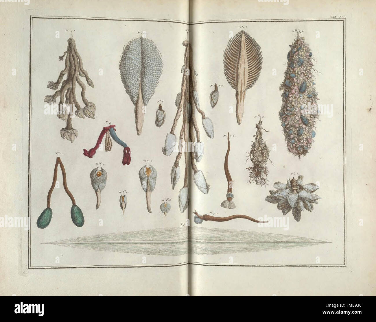This work provides detailed illustrations and descriptions of various ...