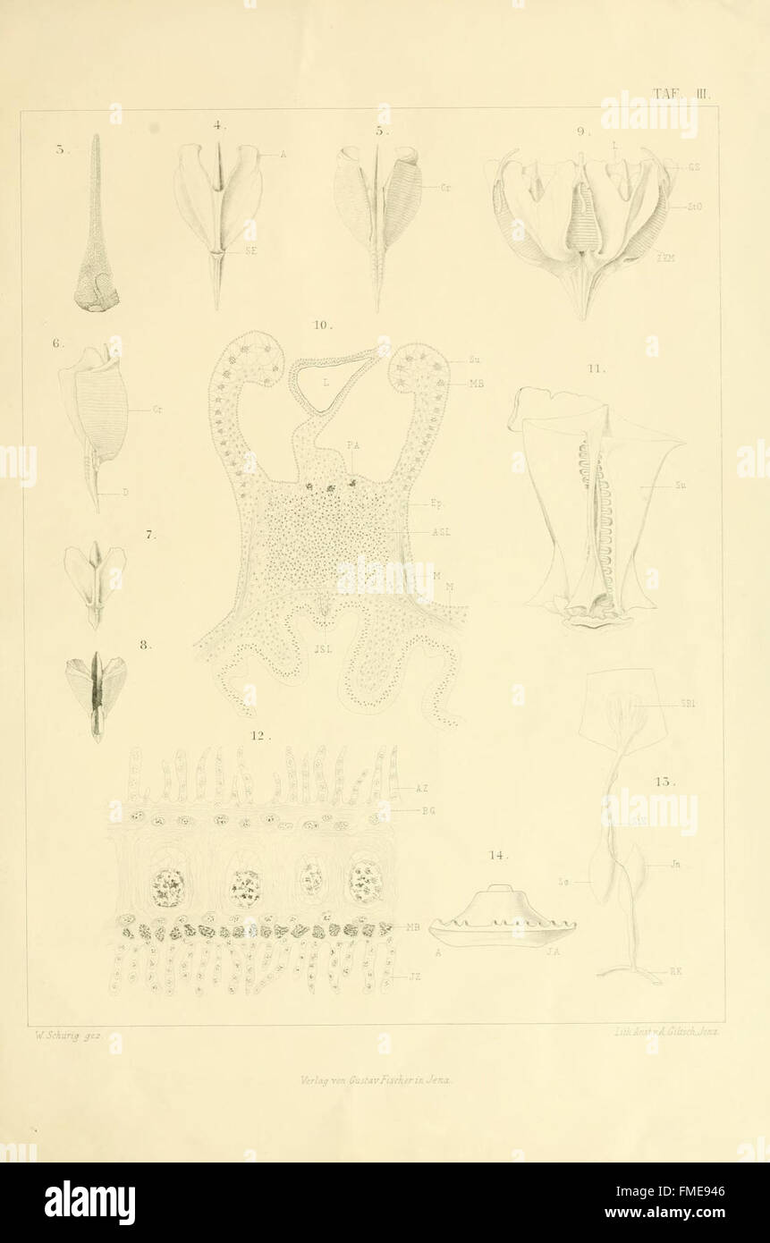 This plate from 'Anatomie der Echinothuriden' focuses on the anatomy of ...
