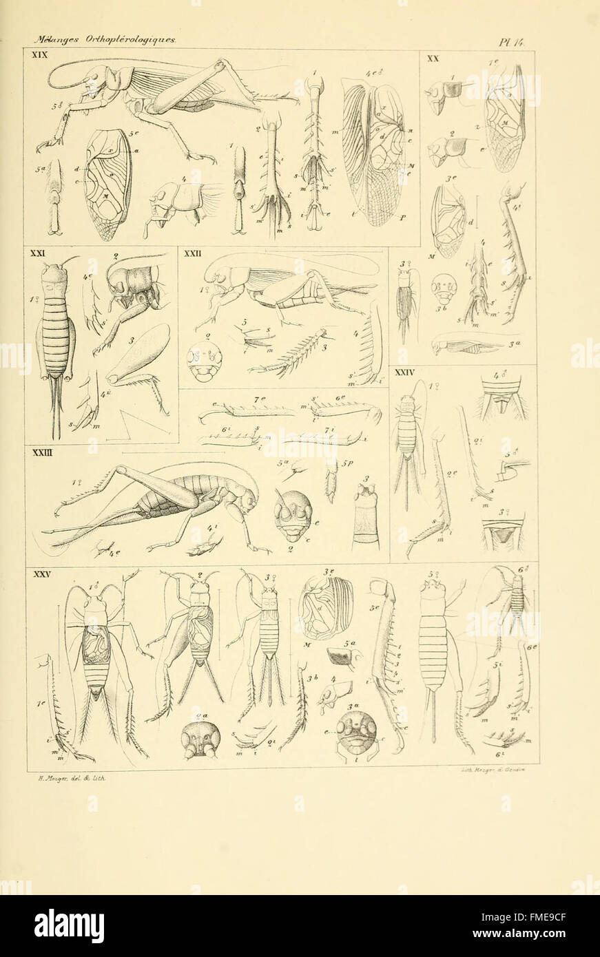 Detailed study of various species of grasshoppers hi-res stock ...