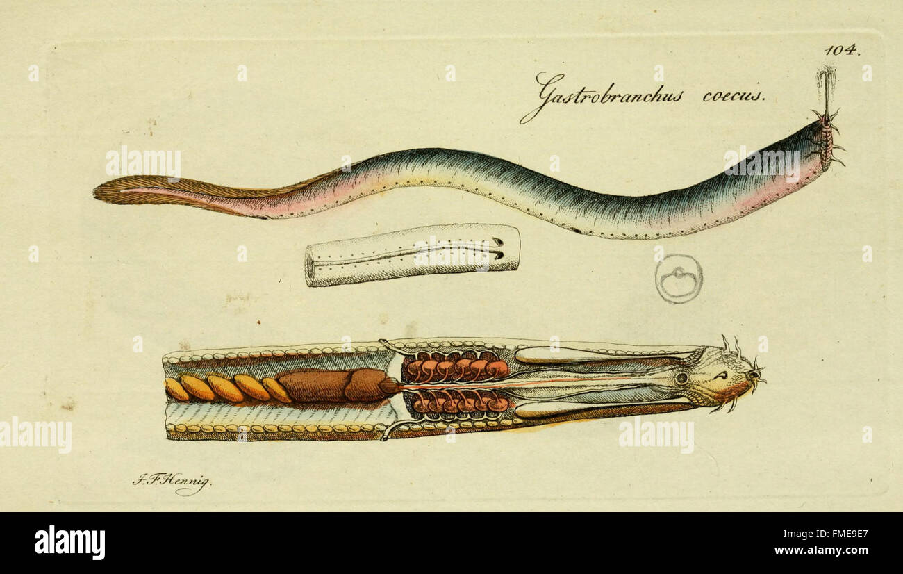Plate 104 from 'M.E. Blochii Systema Ichthyologiae' illustrates a ...
