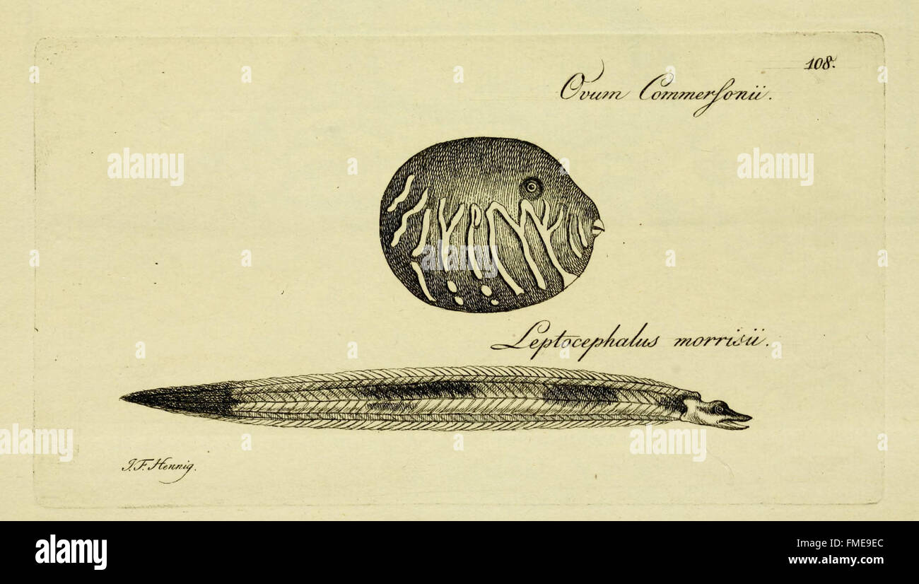 *M.E. Blochii Systema Ichthyologiae* (Plate 108) is a detailed ...