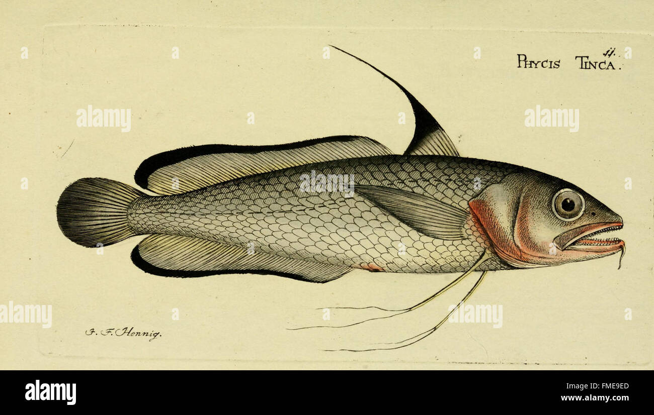 This plate from M.E. Bloch's *Systema Ichthyologiae* illustrates ...