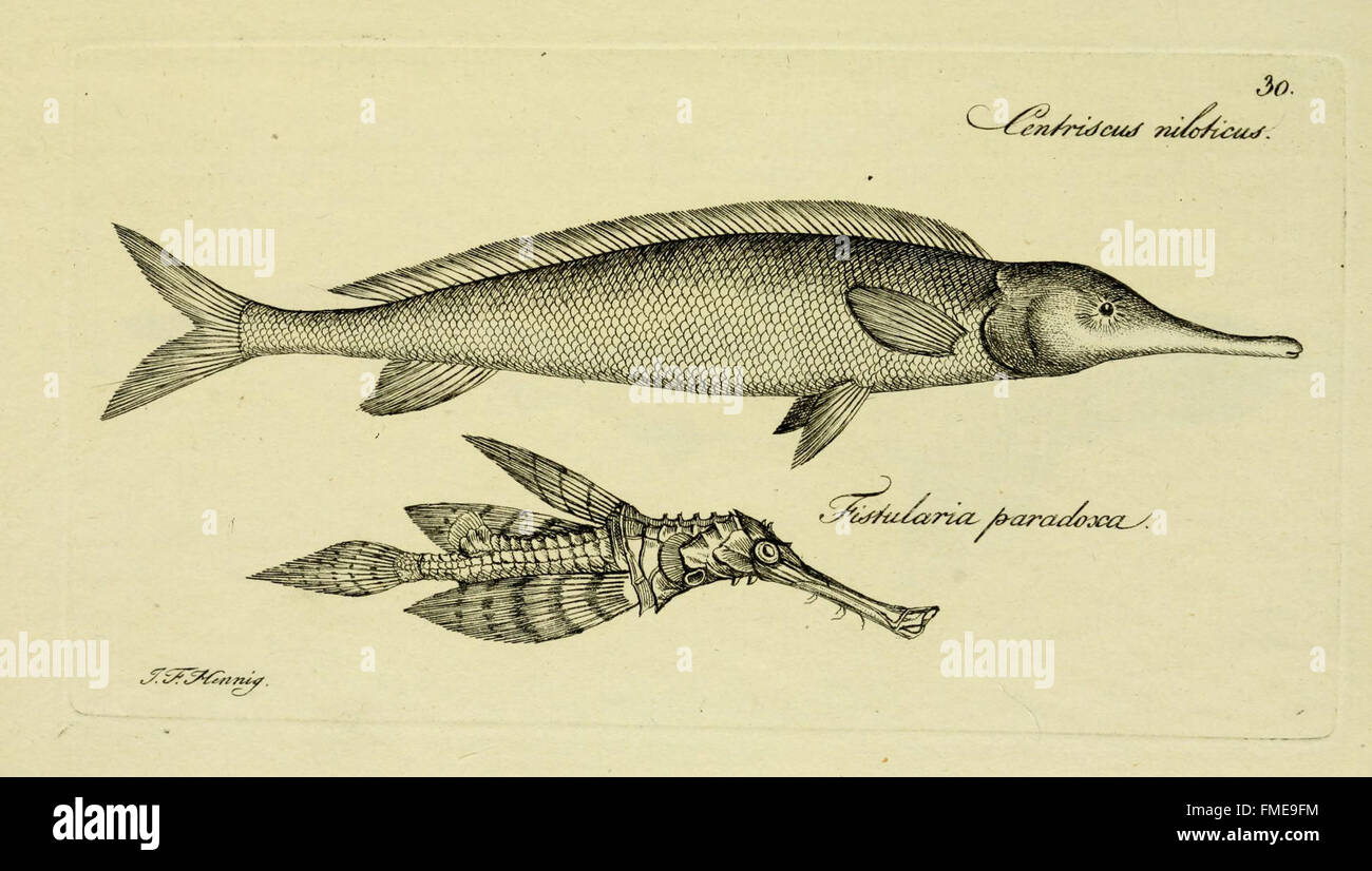 Plate 30 from M.E. Blochii's 'Systema Ichthyologiae' illustrates a ...