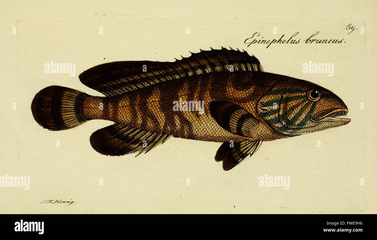 *Systema Ichthyologiae* by M.E. Blochii (Plate 59) is a comprehensive ...