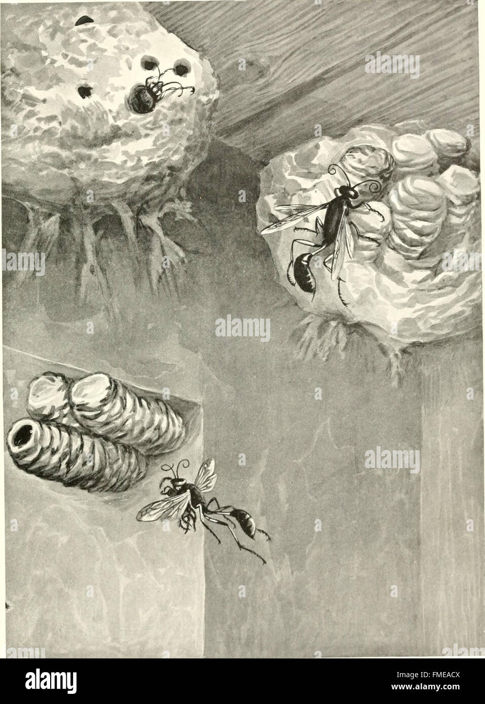 'Marvels of Insect Life' (1916) provides a popular account of insect ...