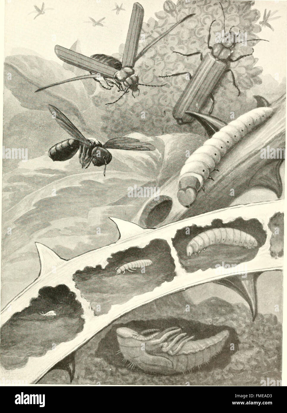 'Marvels of Insect Life' (1916) provides a popular yet informative look ...