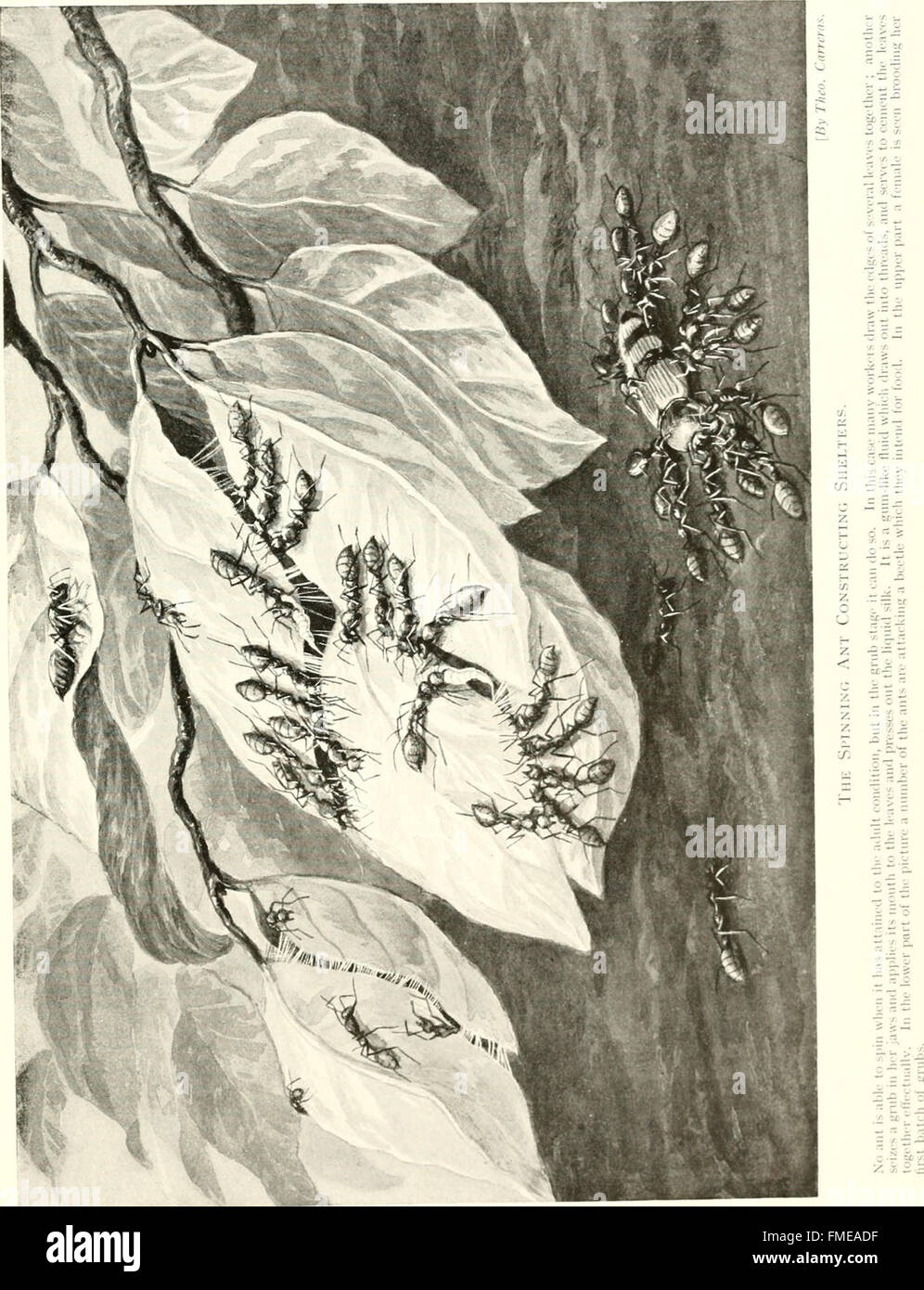 *Marvels of Insect Life* (1916) offers a detailed, popular account of ...