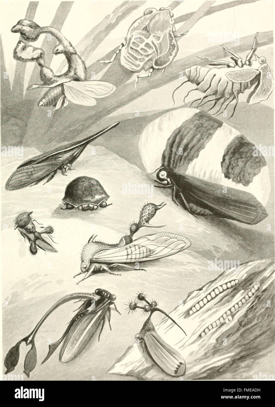 'Marvels of Insect Life' (1916) provides a comprehensive overview of ...