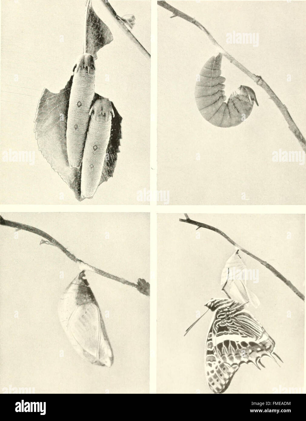 'Marvels of Insect Life' (1916) provides an accessible overview of ...