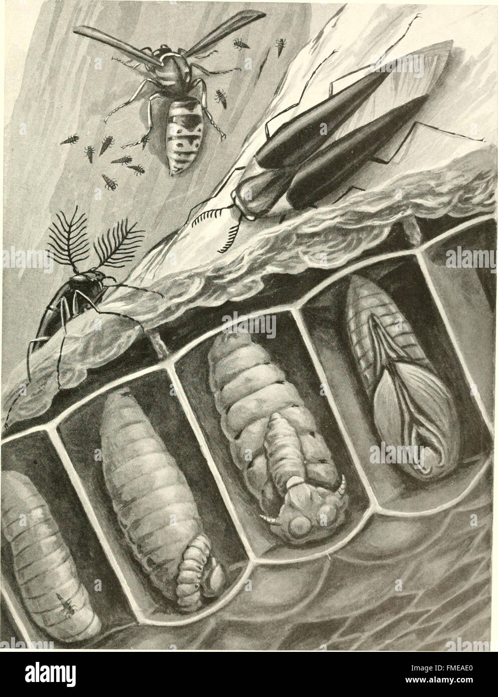 This 1916 work provides an accessible overview of insect life ...