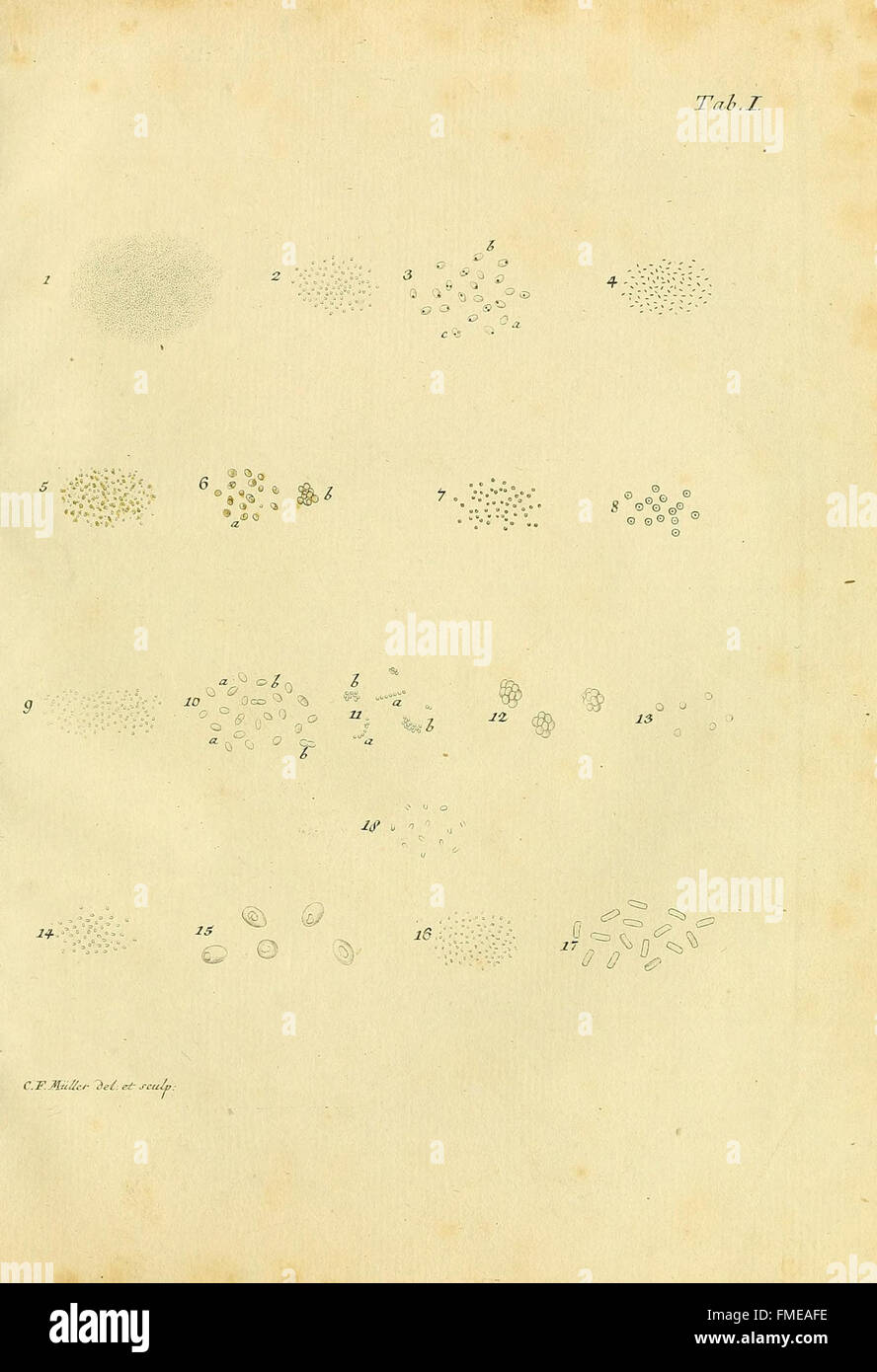 Infusoria fluviatilia et marina hi-res stock photography and images - Alamy