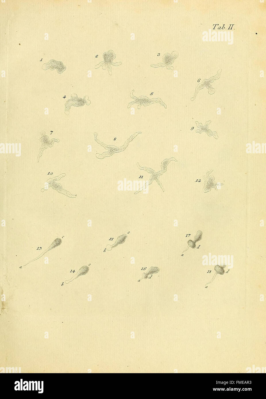 Animalcula infusoria fluviatilia et marina (Tab. II Stock Photo - Alamy