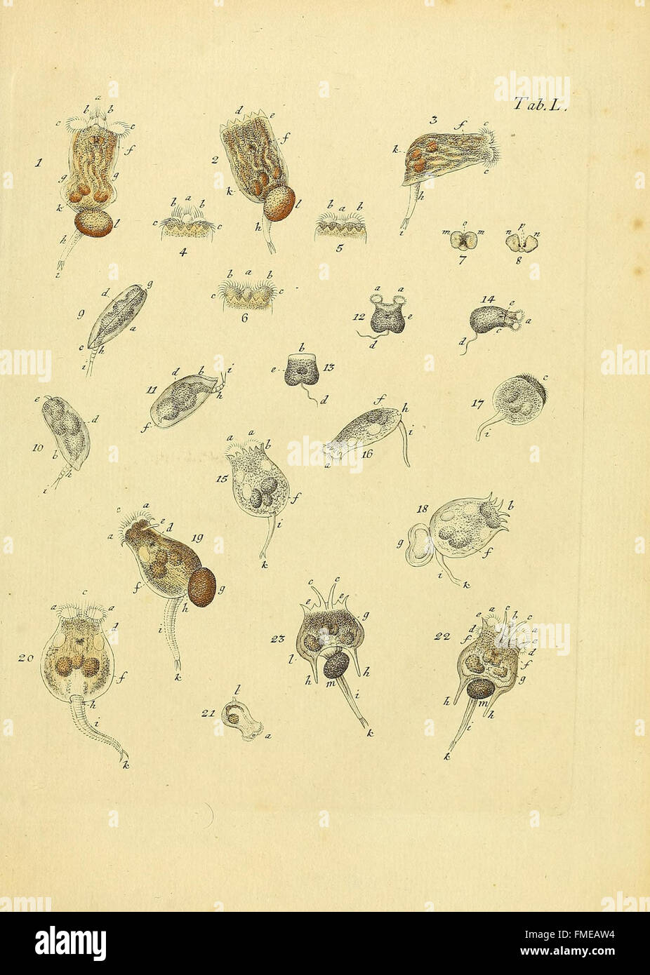 Infusoria fluviatilia et marina hi-res stock photography and images - Alamy