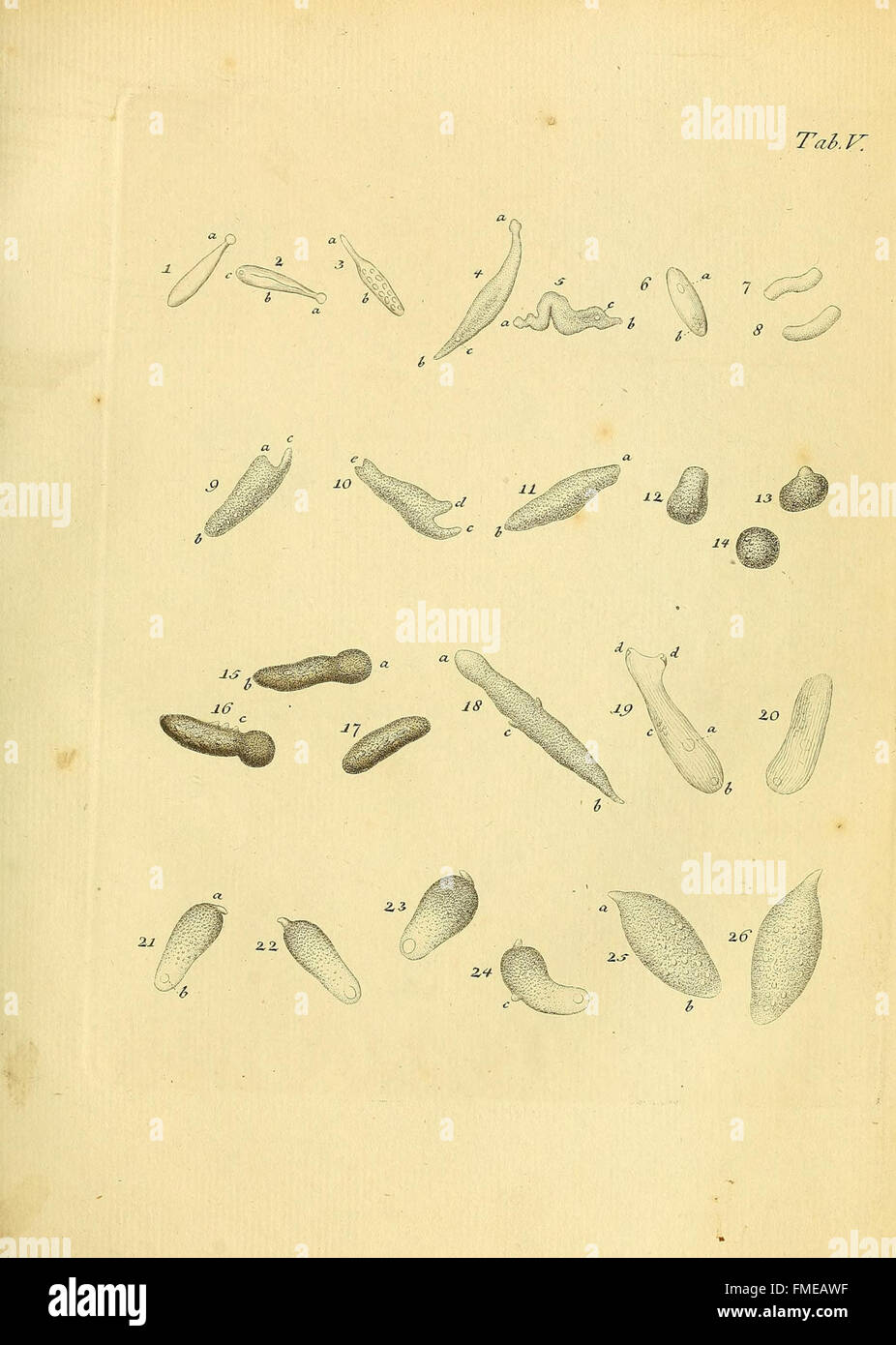 Tab. V from 'Animalcula infusoria fluviatilia et marina' showcases ...