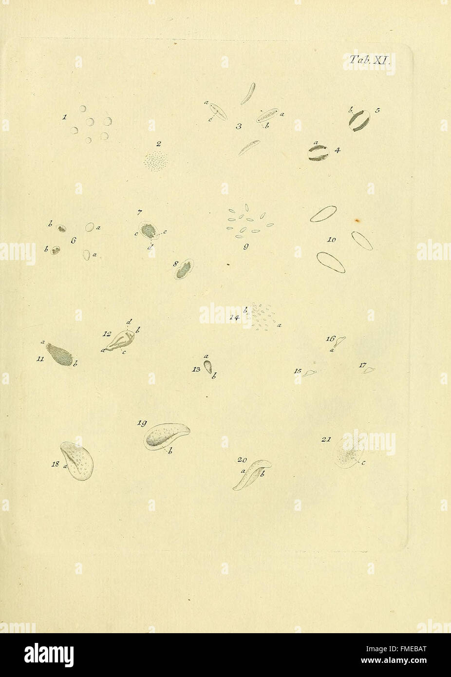 A scientific illustration from 'Animalcula Infusoria Fluviatilia et ...