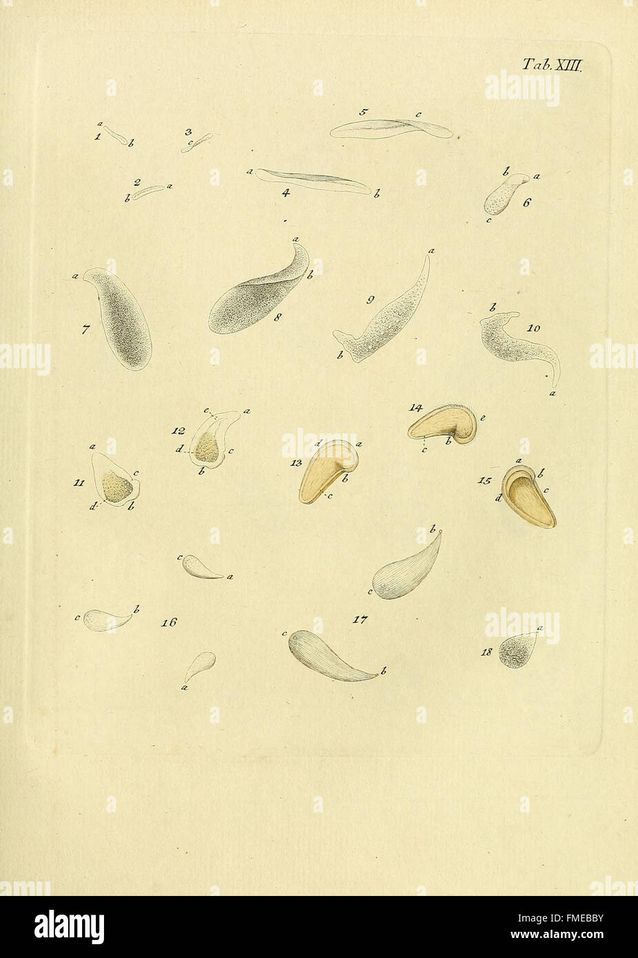 Tab. XIII of *Animalcula Infusoria Fluviatilia et Marina* illustrates ...