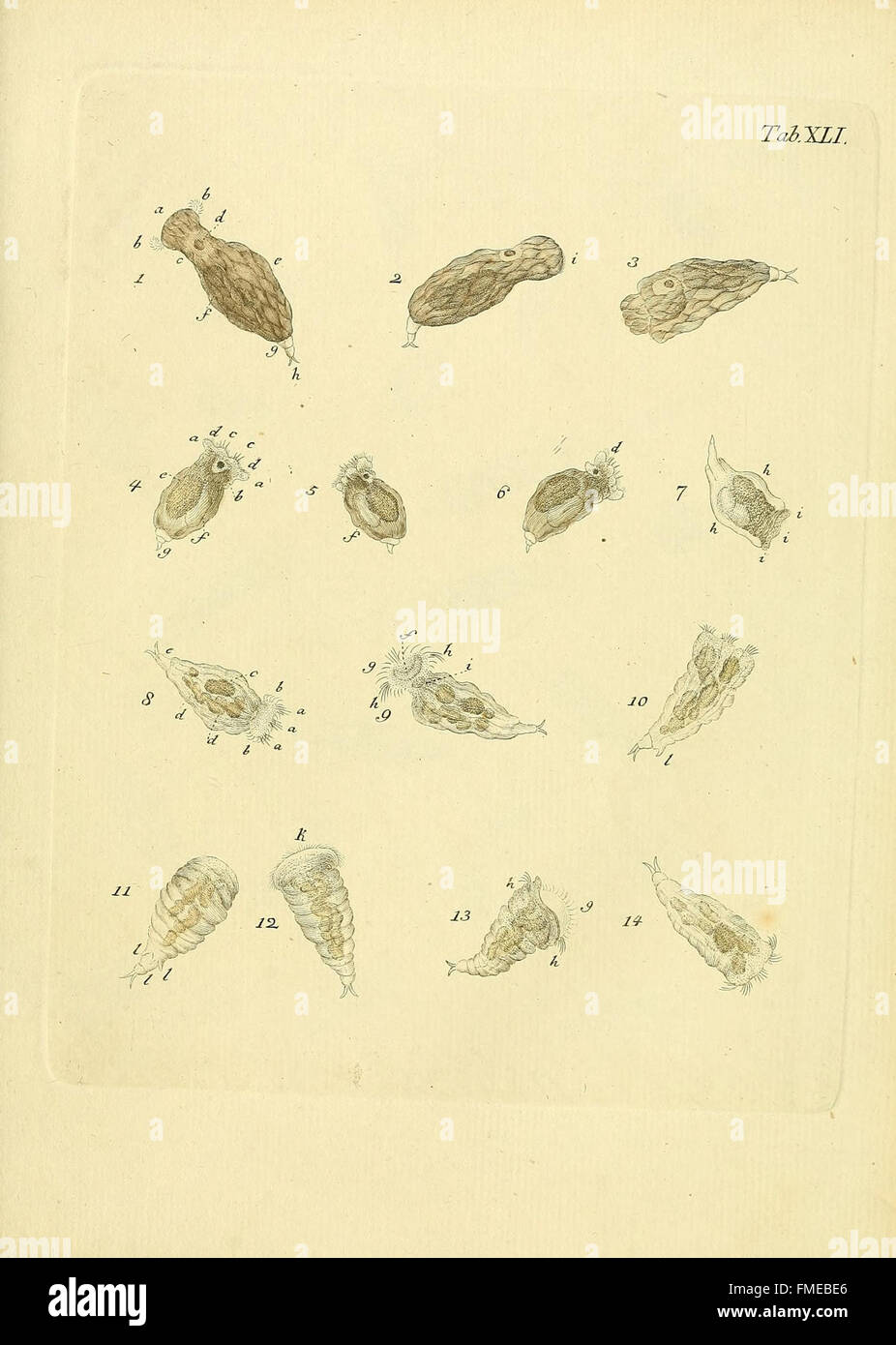 Tab. XLI from 'Animalcula Infusoria Fluviatilia et Marina' depicts ...