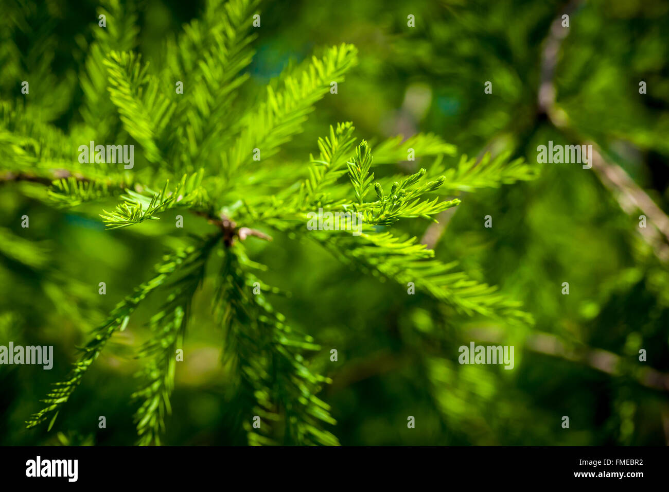 Evergreen Leaves