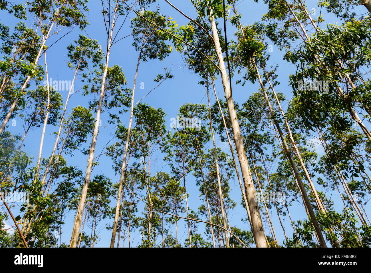 Hainan, China - The view of the eucalypt forest, eucalypt is a ...