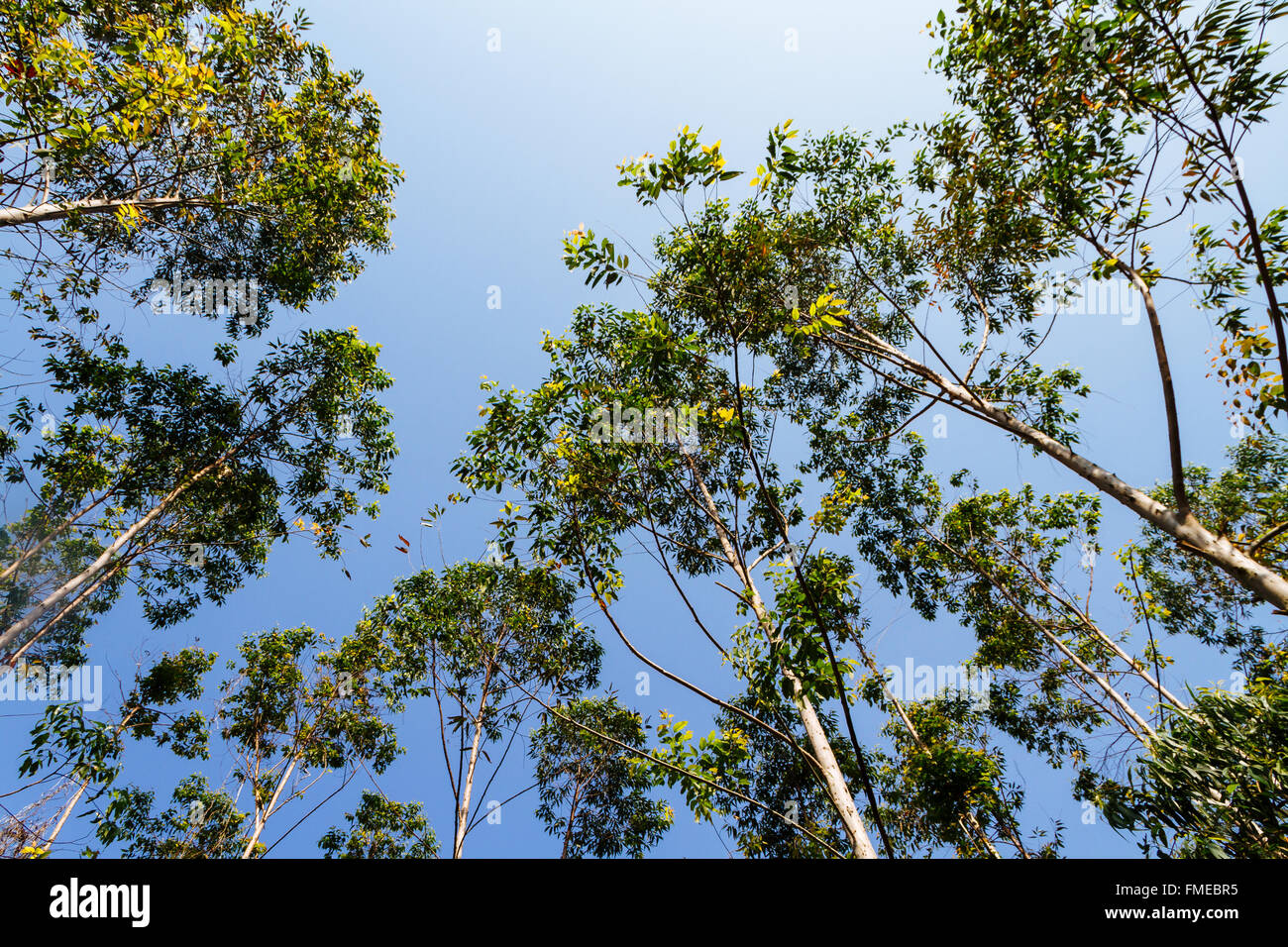 Hainan, China - The view of the eucalypt forest, eucalypt is a ...