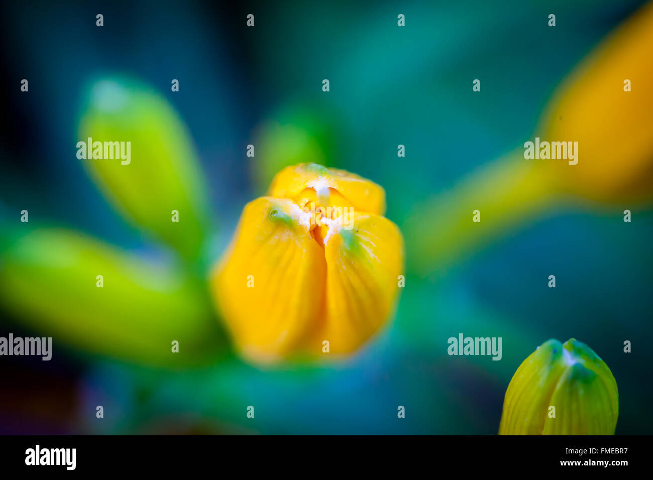 Developing blossom hi-res stock photography and images - Alamy