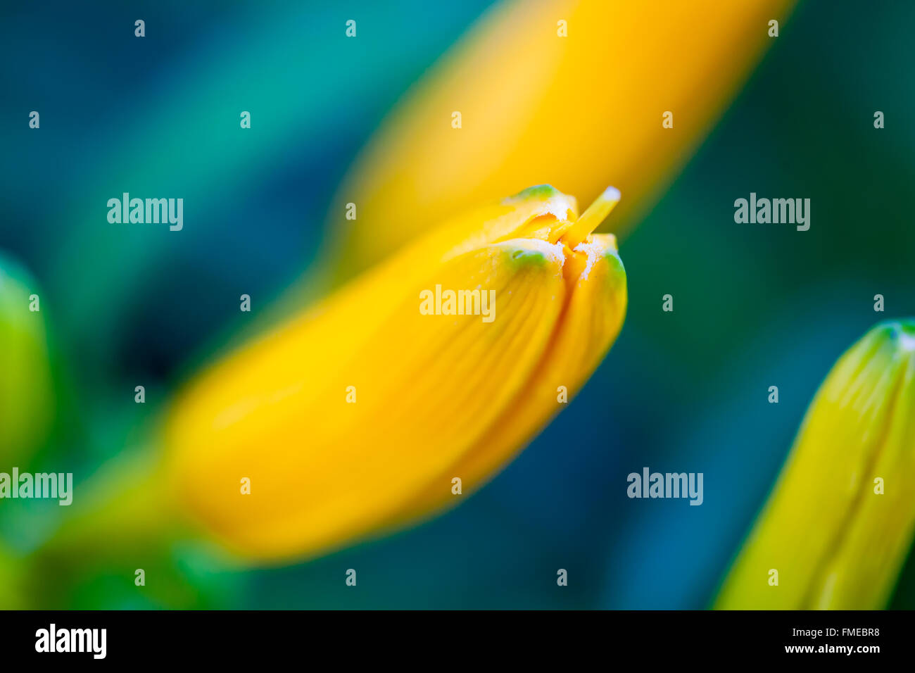 Developing blossom hi-res stock photography and images - Alamy