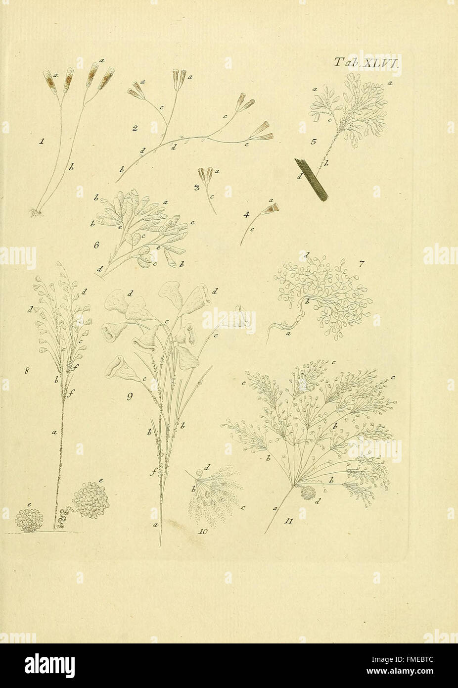 Infusoria fluviatilia et marina hi-res stock photography and images - Alamy