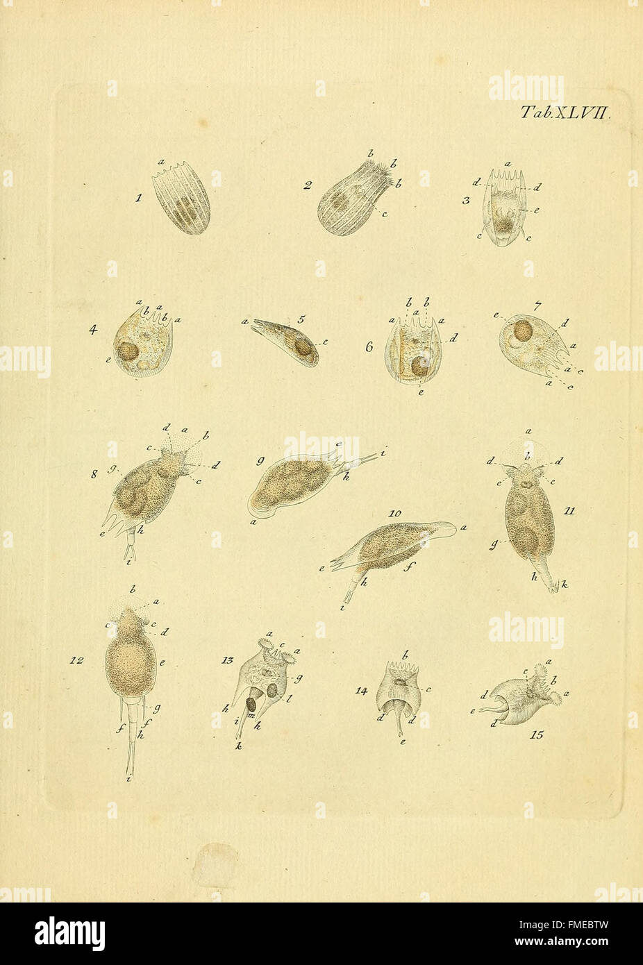 Fluviatilia et marina hi-res stock photography and images - Alamy