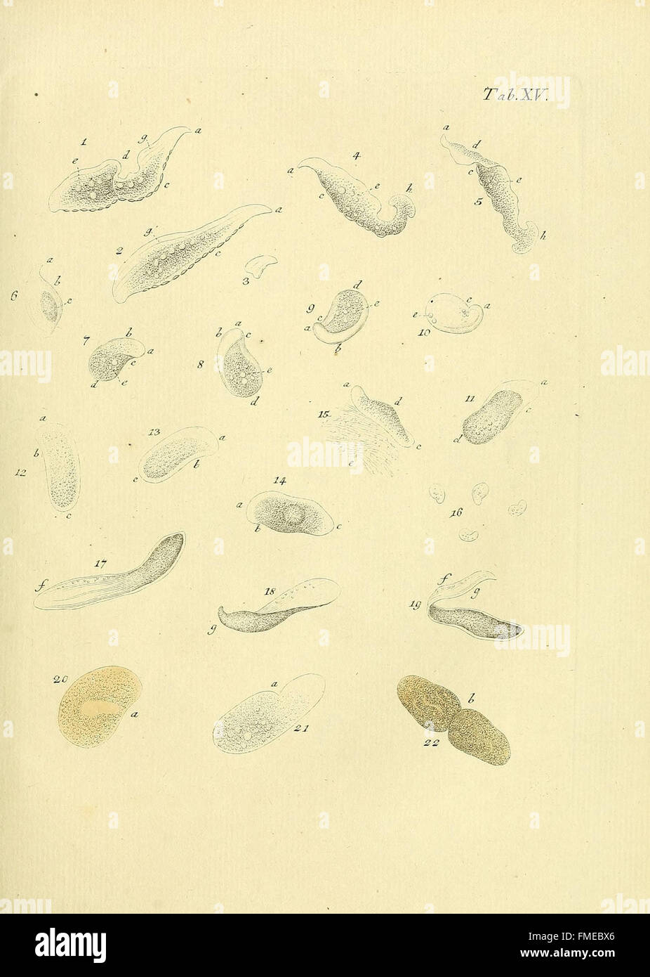 Tab. XV from *Animalcula Infusoria Fluviatilia et Marina* depicts ...