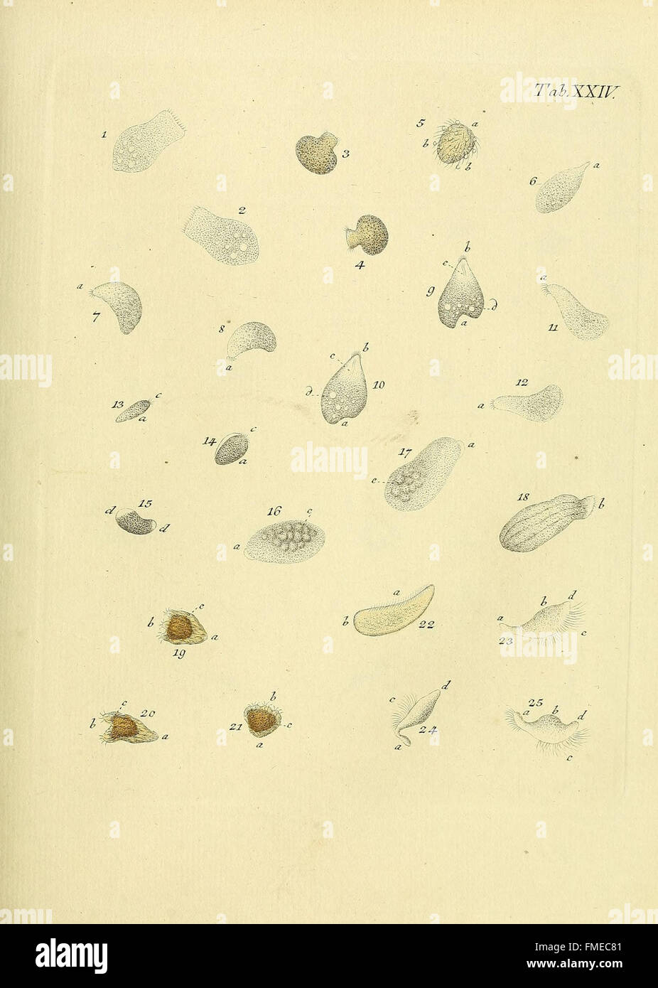 This work explores the microscopic aquatic life in freshwater and ...