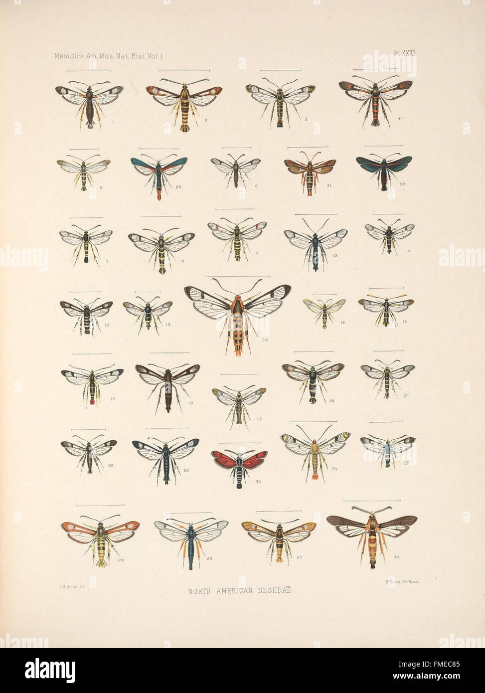 'Monograph of the Sesiidæ of America, North of Mexico' (Pl. XXXI) is a ...