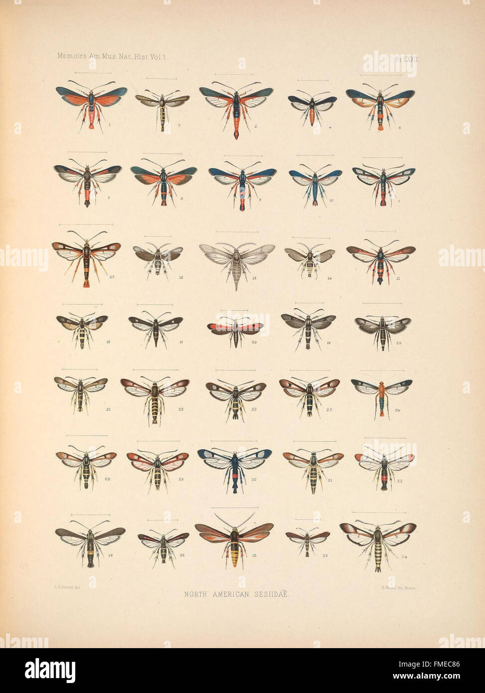 Plate XXXII from *Monograph of the Sesiidae of America* depicts various ...