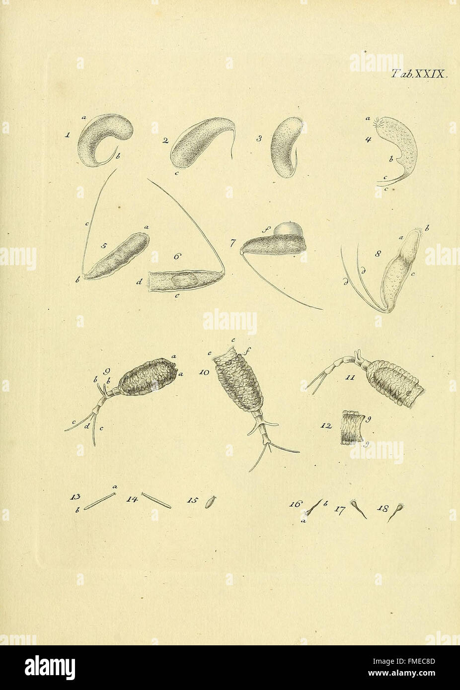 A study of microscopic aquatic organisms, both freshwater and marine ...