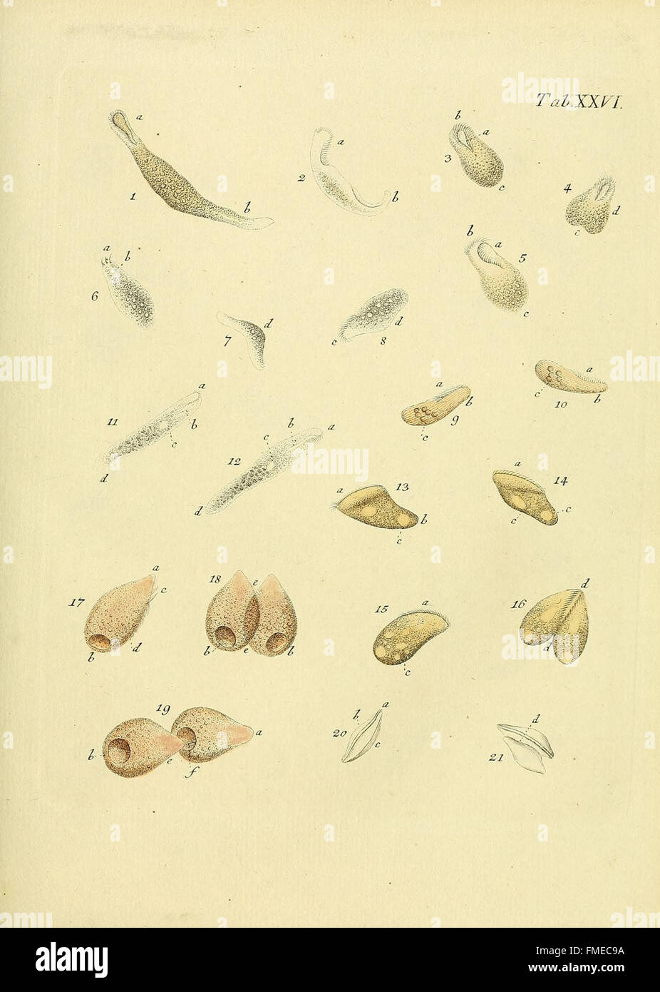 Animalcula Infusoria Fluviatilia et Marina (Tab. XXVI) is a detailed ...