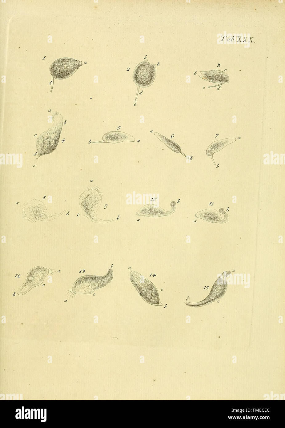 Animalcula infusoria fluviatilia et marina (Tab. XXX Stock Photo - Alamy