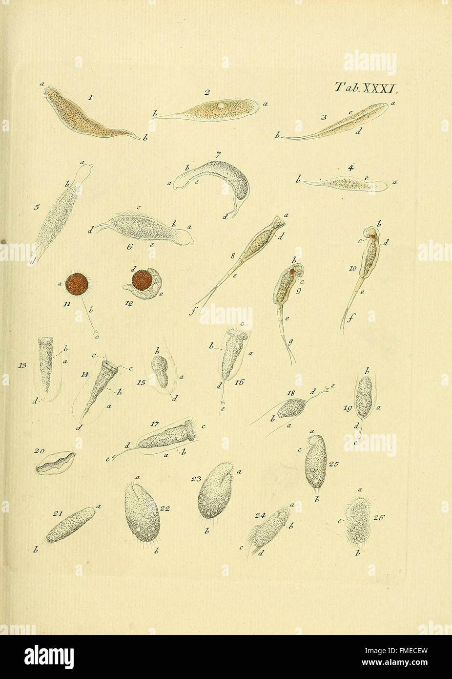 Tab. XXXI from 'Animalcula Infusoria Fluviatilia et Marina' features ...
