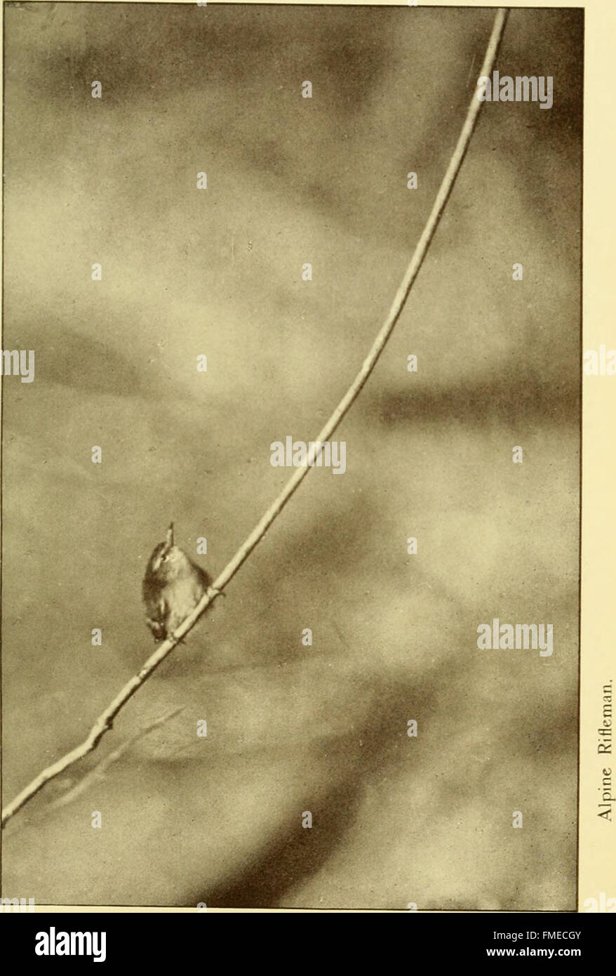 Mutton birds hi-res stock photography and images - Alamy