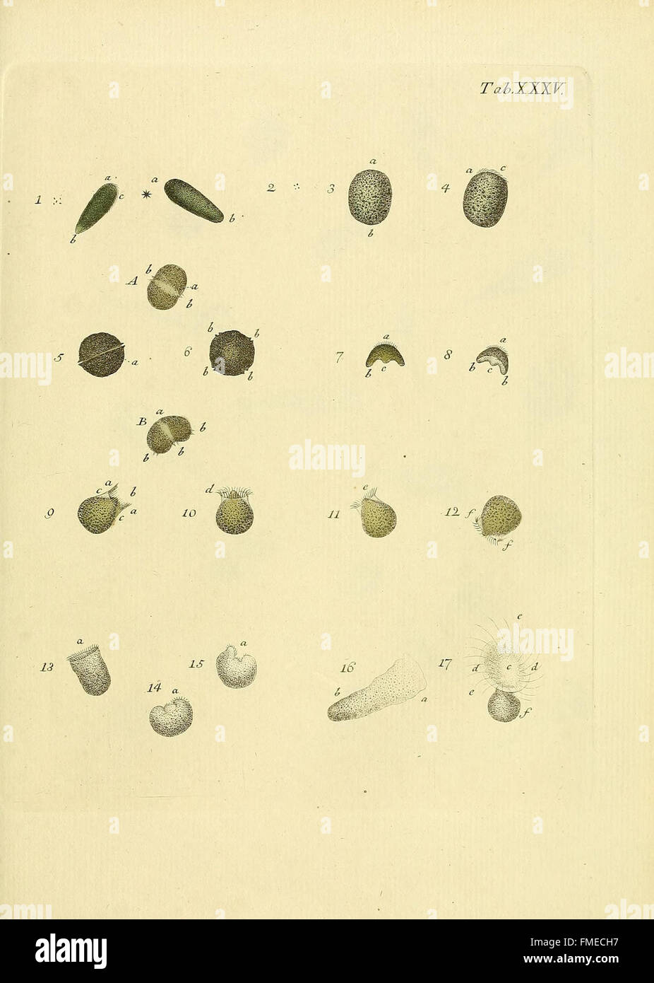 'Animalcula Infusoria Fluviatilia et Marina' (Tab. XXXV) focuses on ...