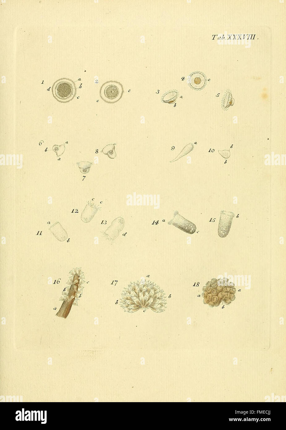 Animalcula infusoria fluviatilia et marina (Tab. XXXVIII Stock Photo ...