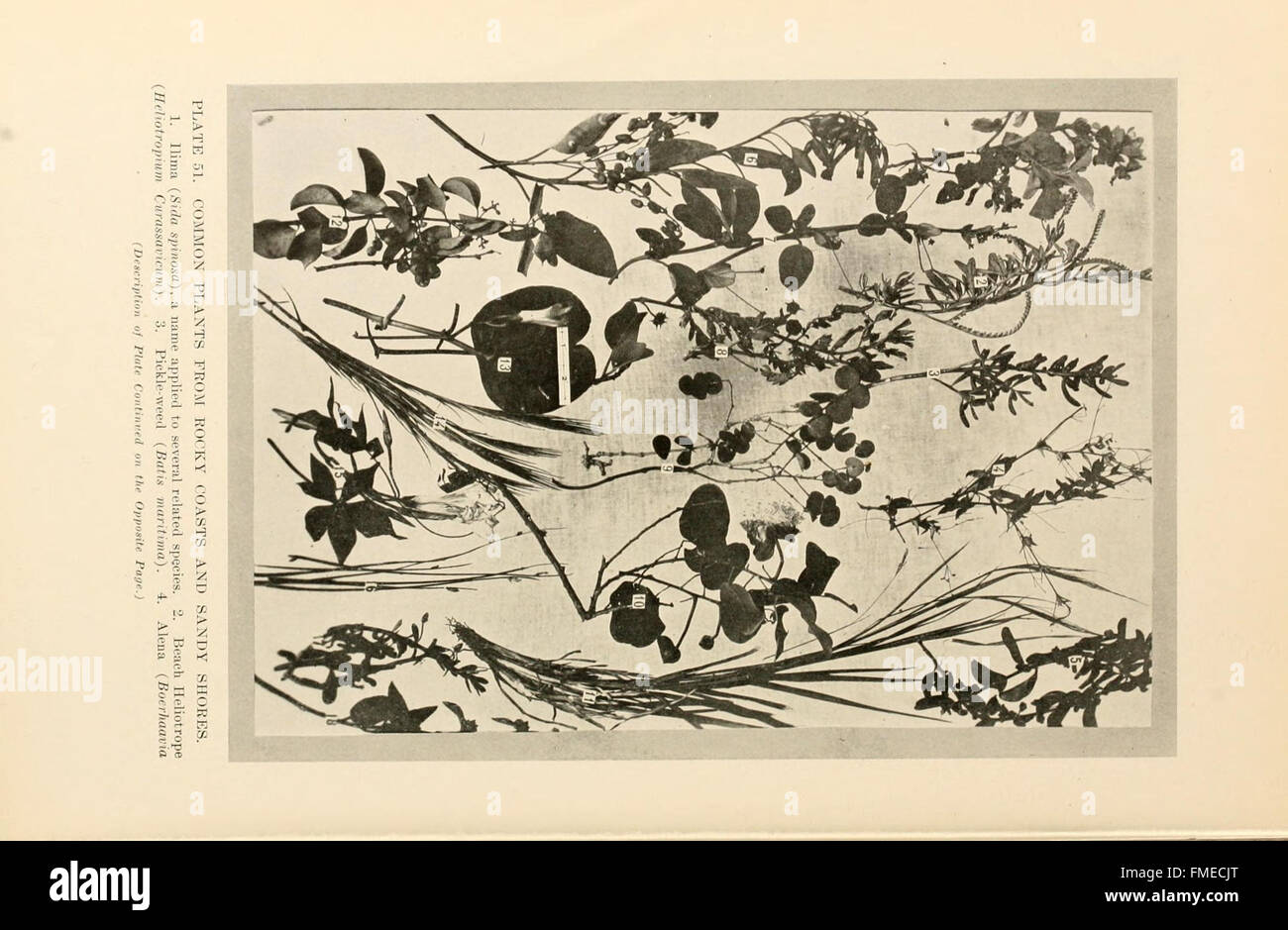 *Natural History of Hawaii* provides an in-depth look at the flora ...