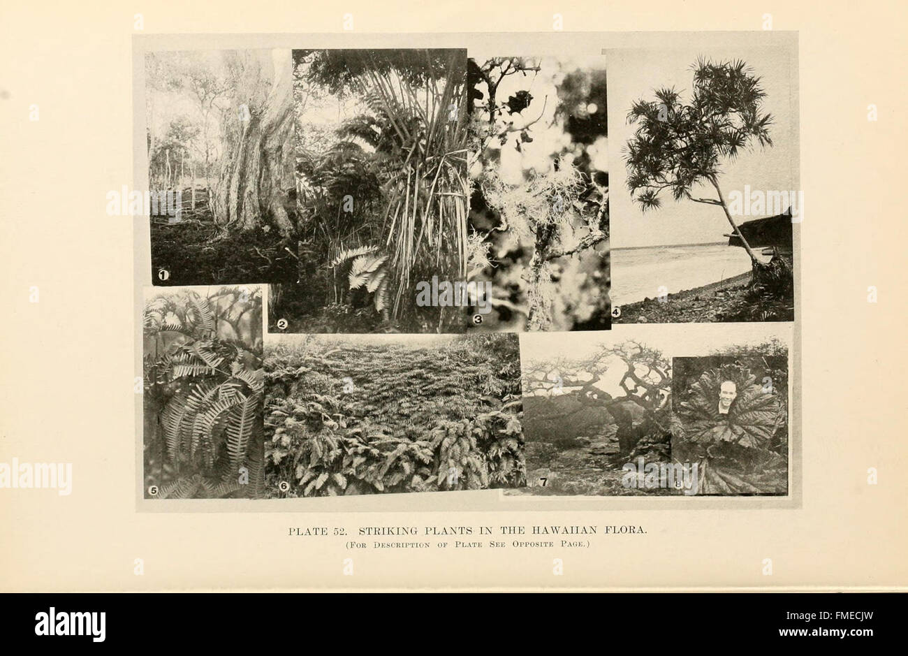 Page 194 of the 'Natural History of Hawaii' explores the unique flora ...