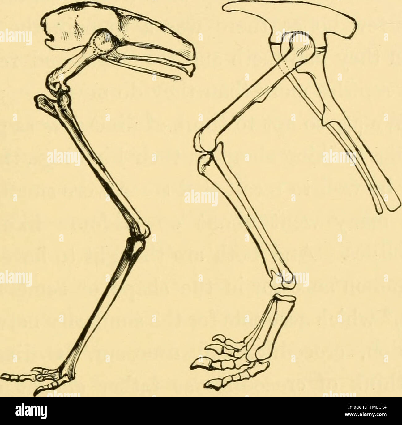 *Animals Before Man in North America* (1902) explores the prehistory of ...