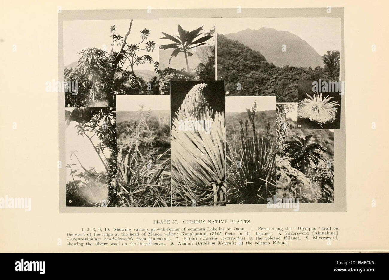 Native hawaiian flora and fauna hi-res stock photography and images - Alamy
