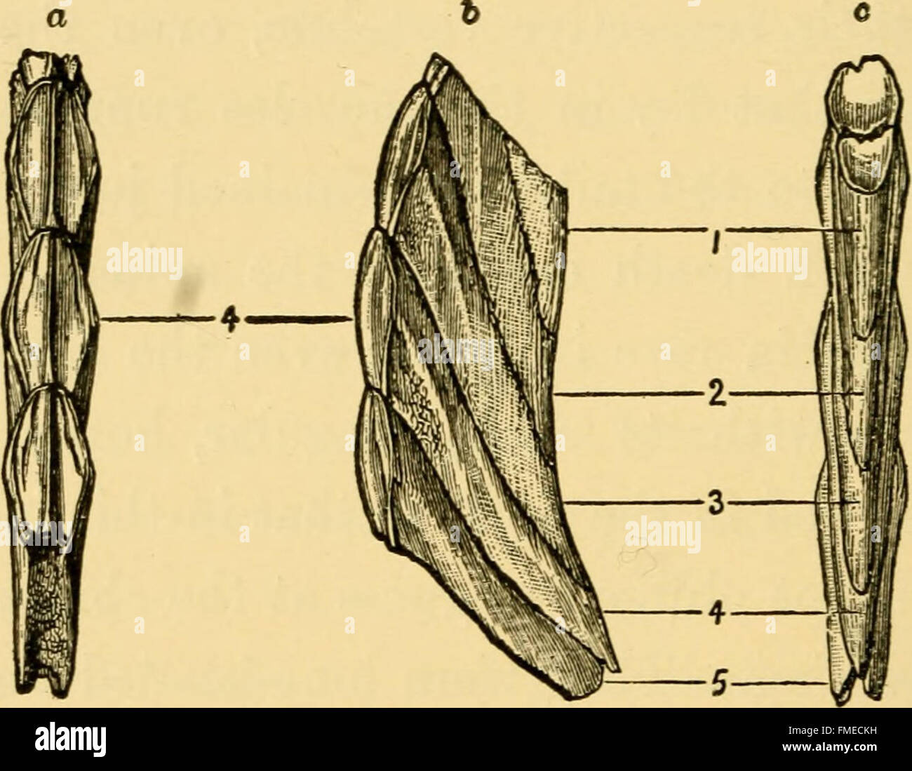 'Animals Before Man in North America' (1902) explores the prehistoric ...