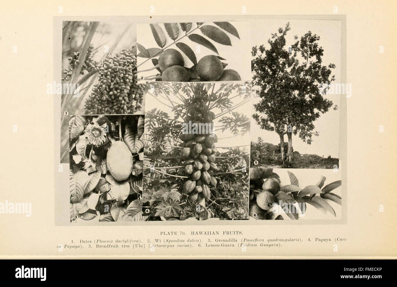 Hawaiian ecosystems hi-res stock photography and images - Alamy