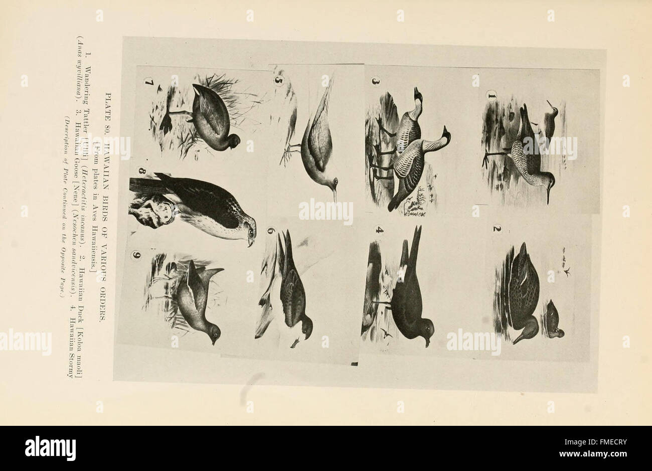 *Natural History of Hawaii* provides an in-depth exploration of the ...